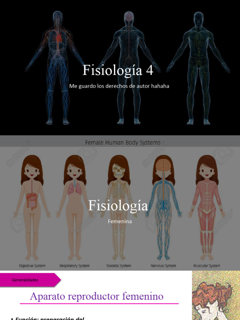 Fisiología 4 | PDF | Estrógeno | Ovario