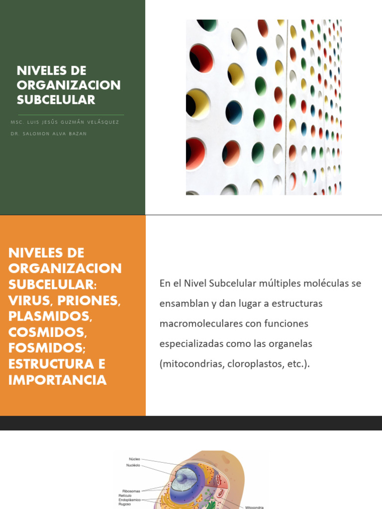 T-4 Niveles de Organizacion Subcelular (1) (Autoguardado) | PDF | Plásmido | Bacteriófago