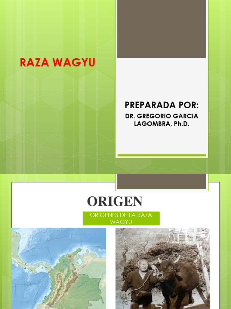 Raza Wagyu | PDF | Animales domesticados | Bovinos