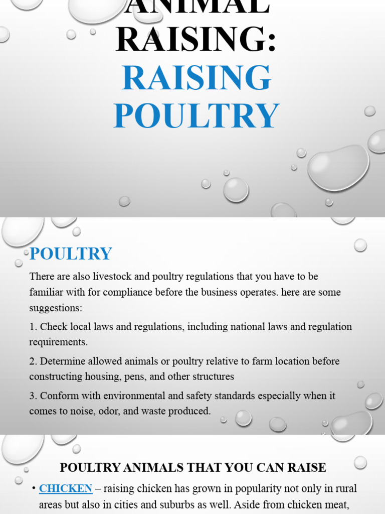 Guidelines for Raising Poultry Animals | PDF | Poultry Farming | Chicken