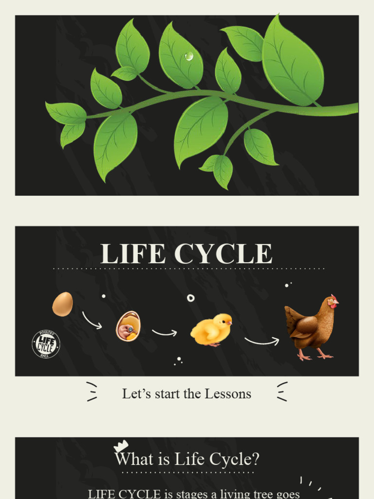 Understanding Life Cycles of Organisms | PDF | Lepidoptera | Butterfly