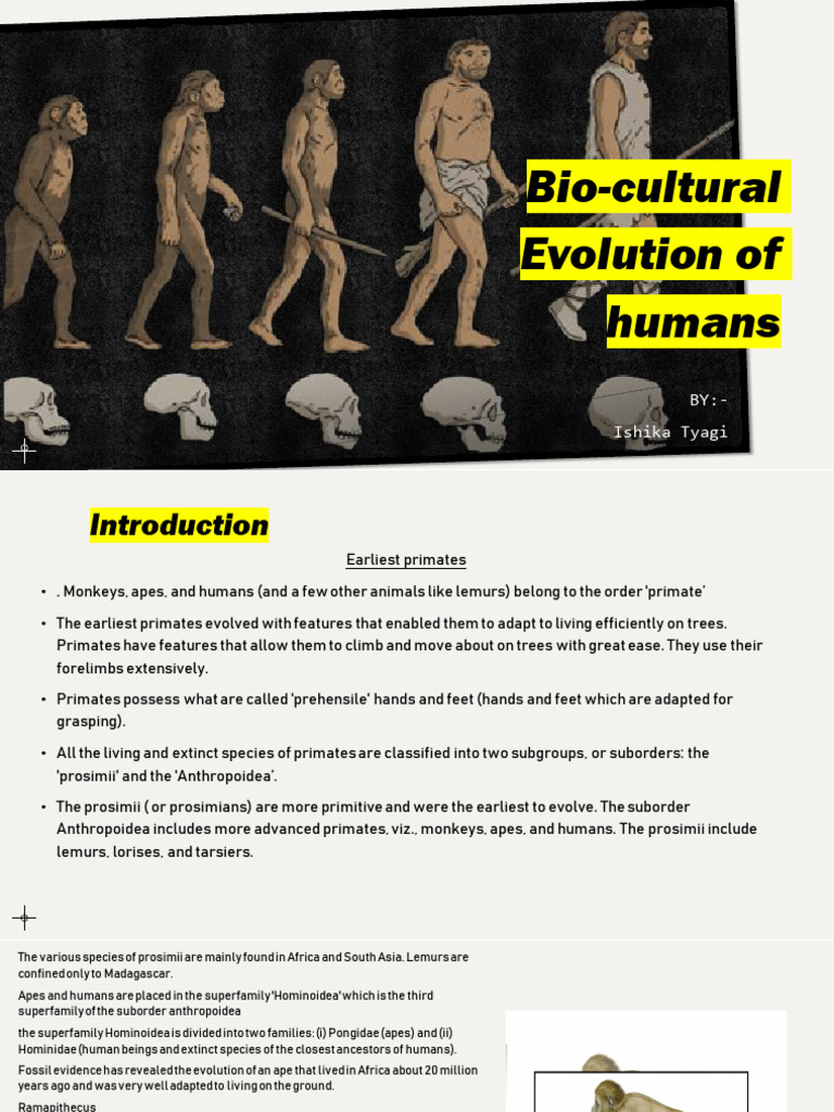 Bio-Cultural Evolution of Humans | PDF | Homo | Ape