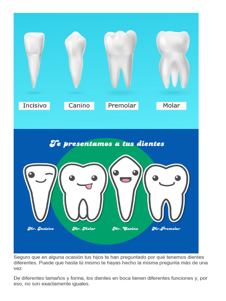 Los Tipos de Dientes | Descargar gratis PDF | Diente | Boca