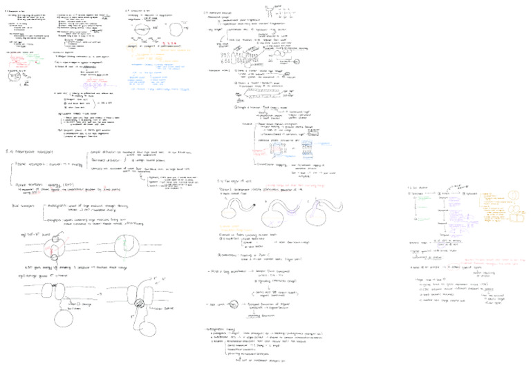 IB Biology Unit 1 Review | PDF