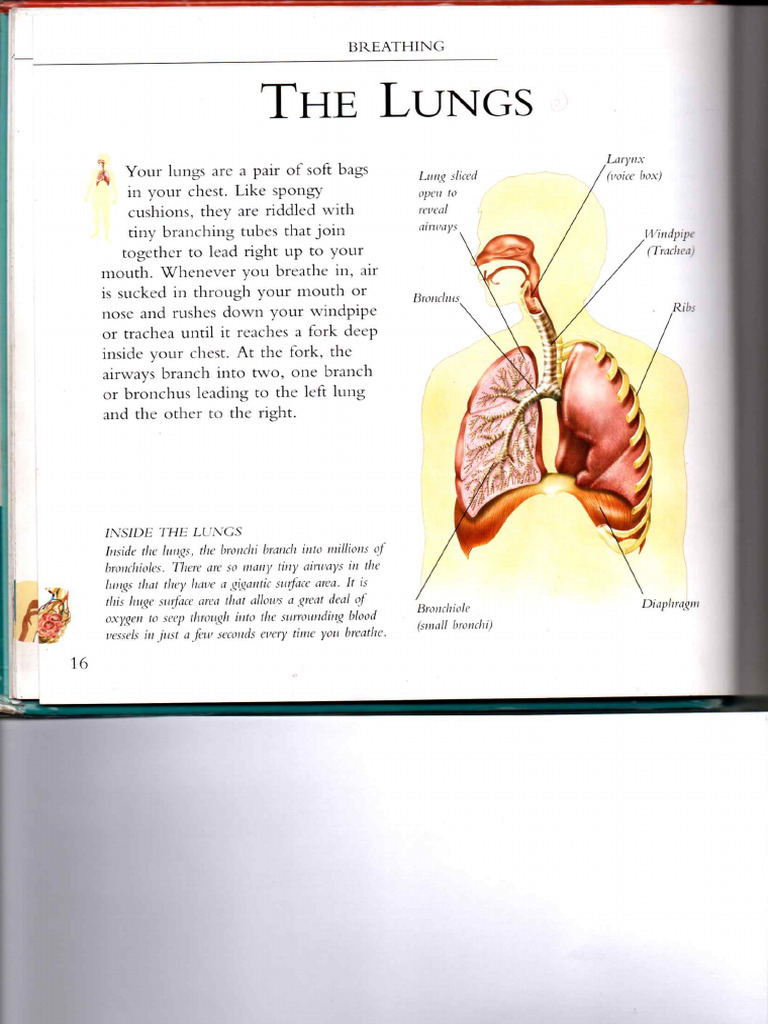 Tema The Lungs | PDF