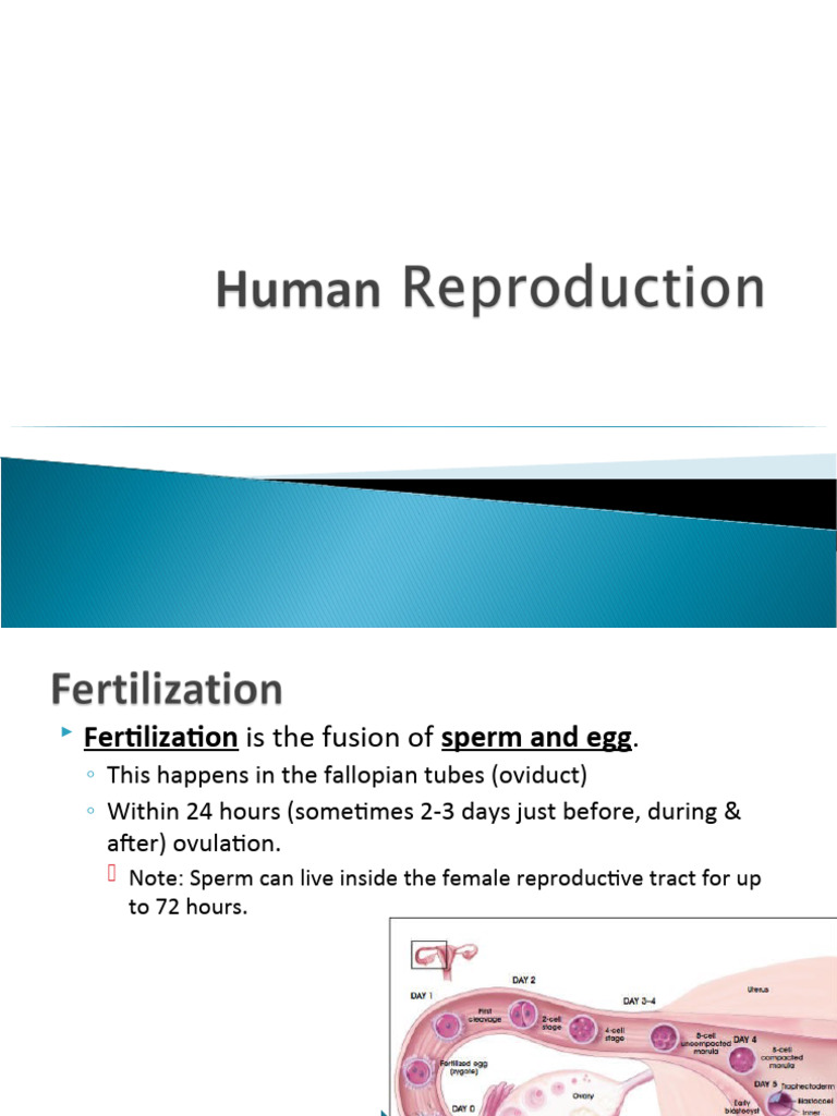 human_reproduction | PDF | Uterus | Fertilisation