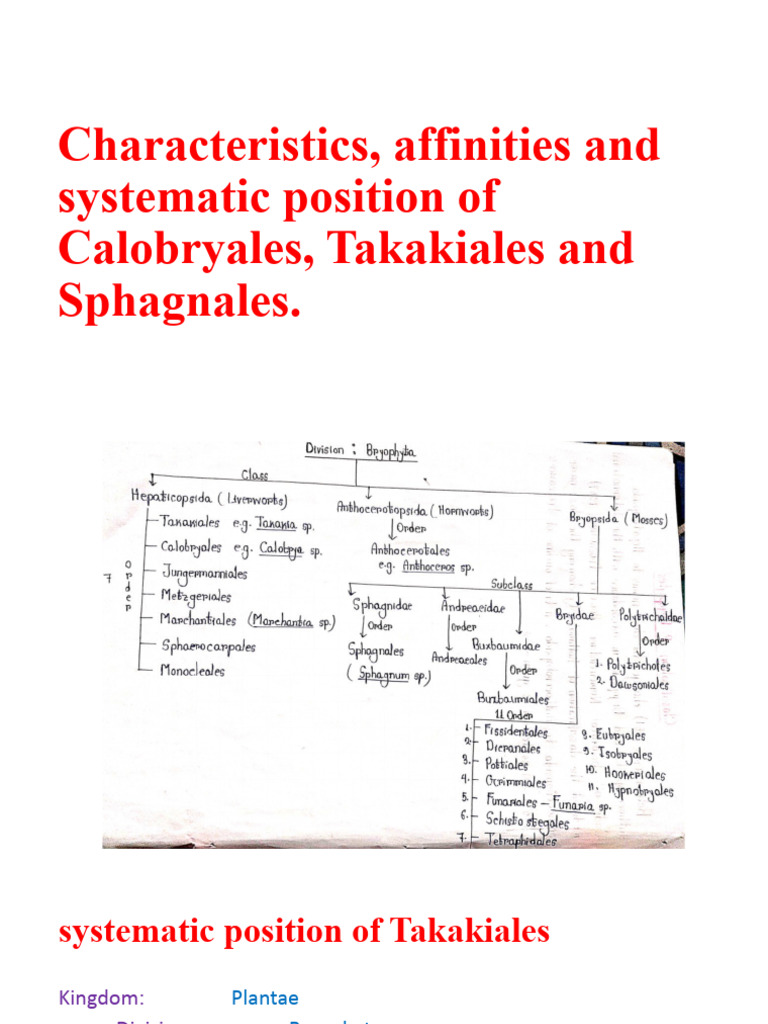 Takakiales and Calobryales Overview | PDF | Ploidy | Biology