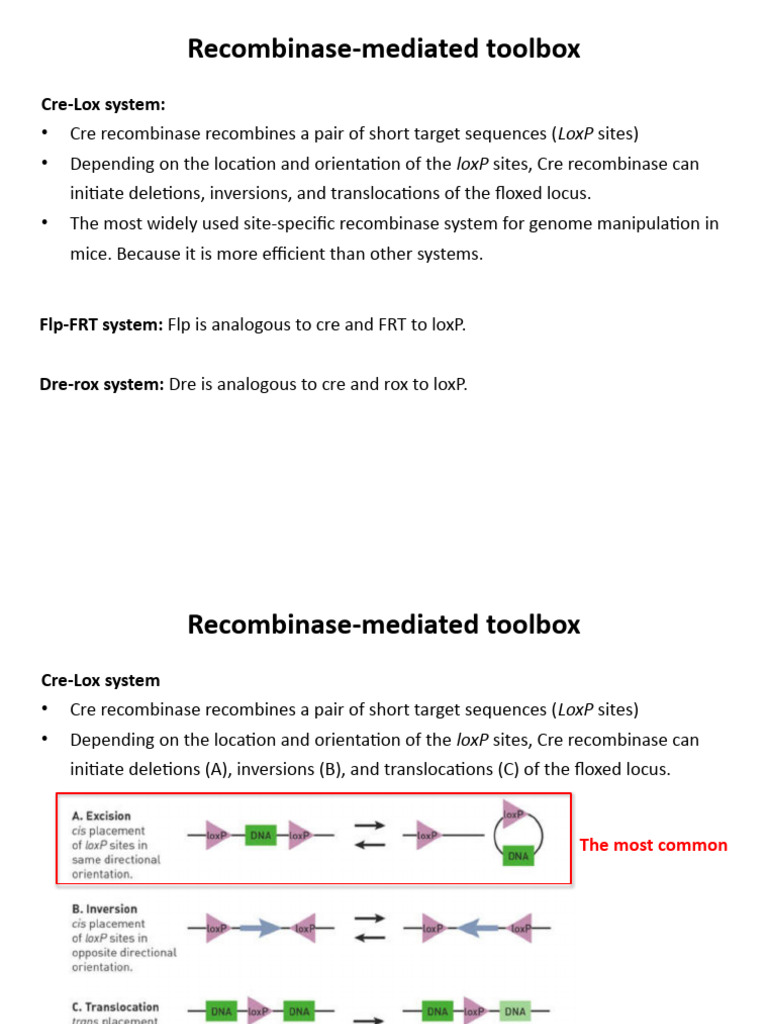 Cre - Loxp Tool | PDF | Health Sciences | Cell Biology