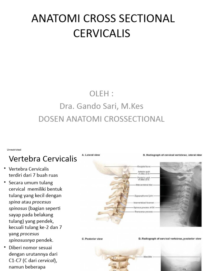 Anatomi Cross Sectional Cervicalis Revisi | PDF