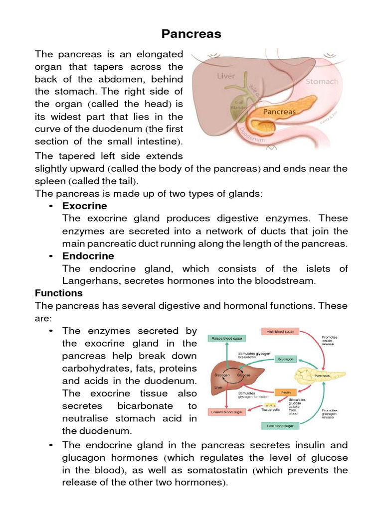 Pancreas | PDF | Pancreas | Medical Specialties
