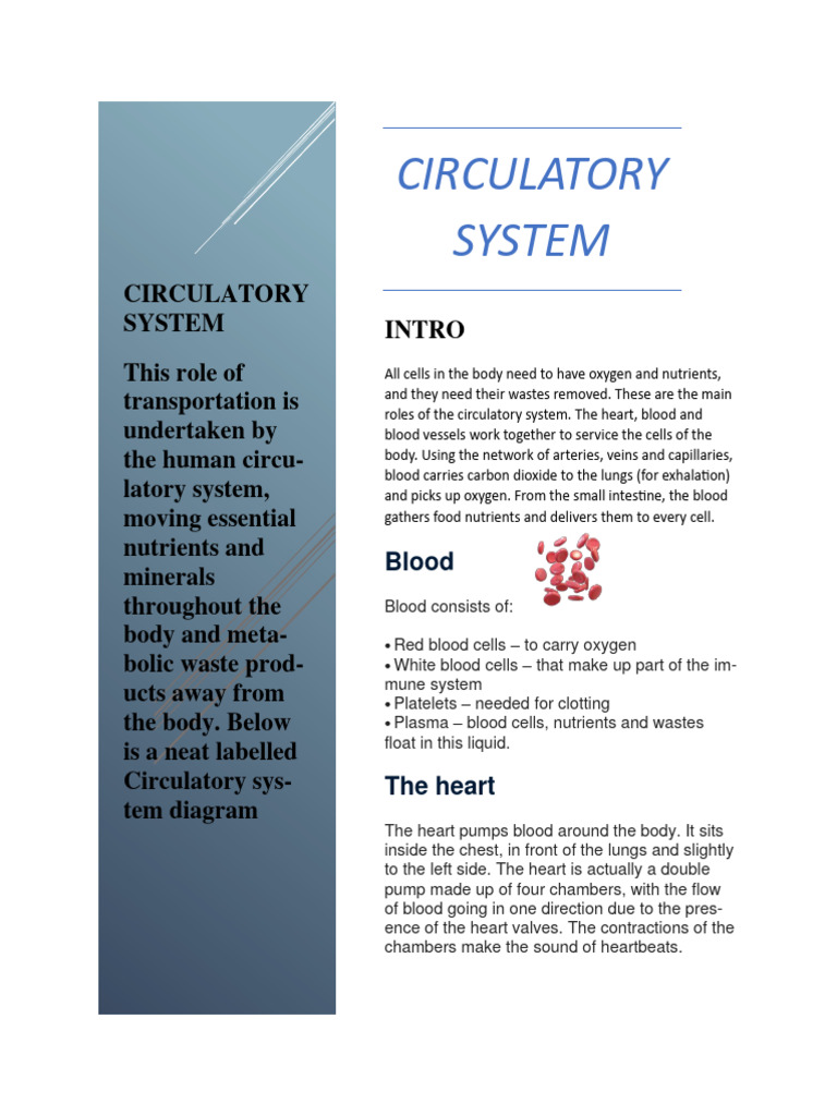 CIRCULATORY SYSTEM | PDF | Artery | Heart