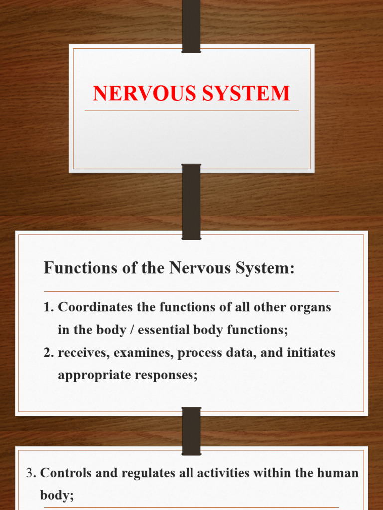 Nervous System | PDF | Neuron | Action Potential