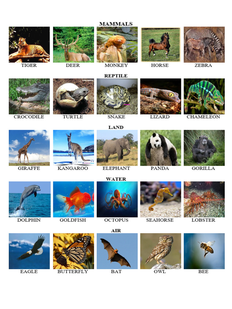 5 types of animals | PDF