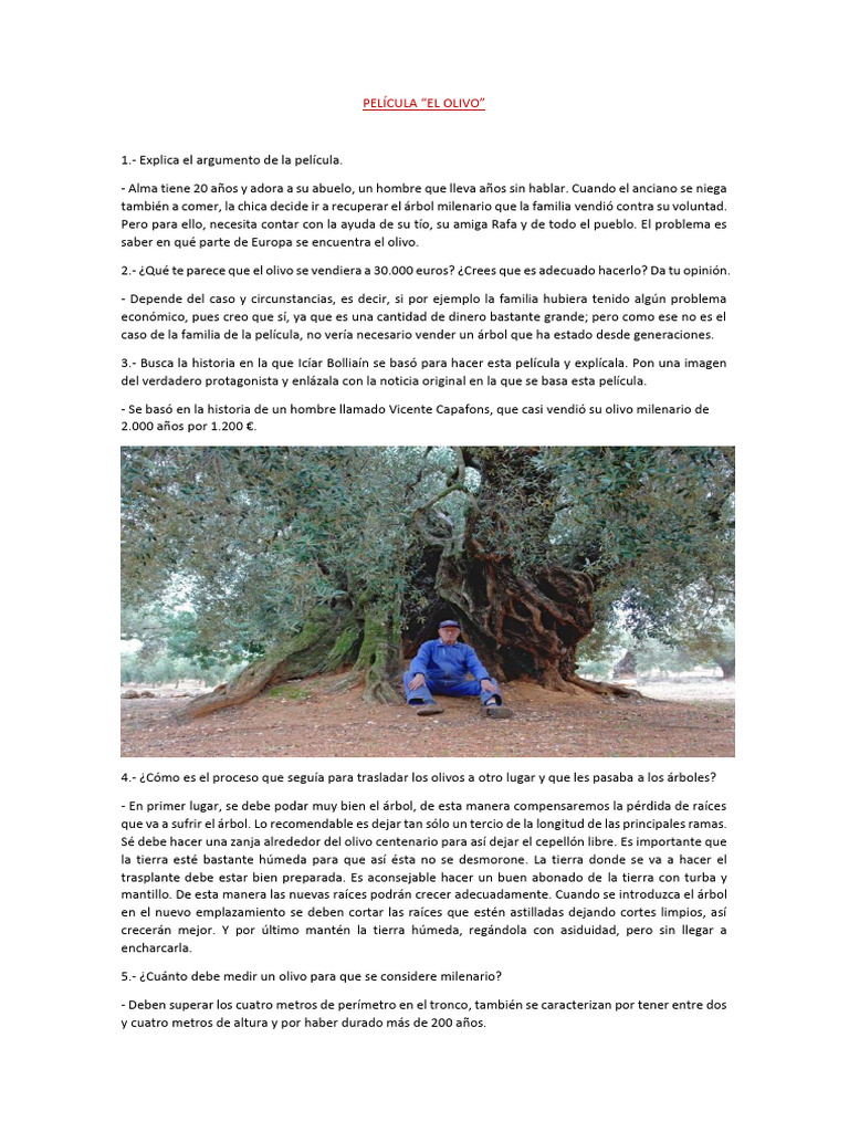 El Olivo | PDF | Aceituna
