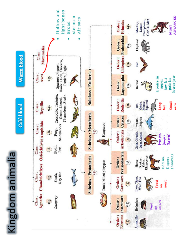 Classification Poster - 240316 - 174415 | PDF | Eukaryotes | Biology