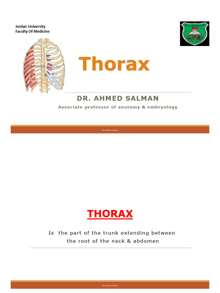 Thorax | PDF | Heart Valve | Heart