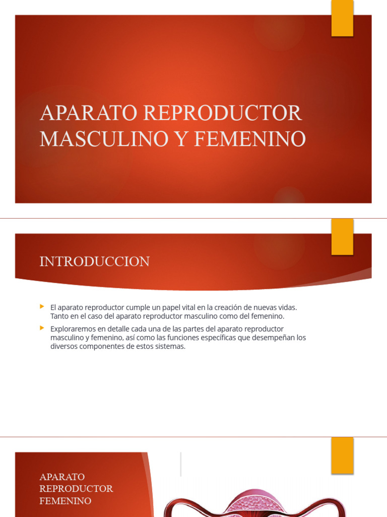 Aparato Reproductor Masculino y Femenino | Descargar gratis PDF ...