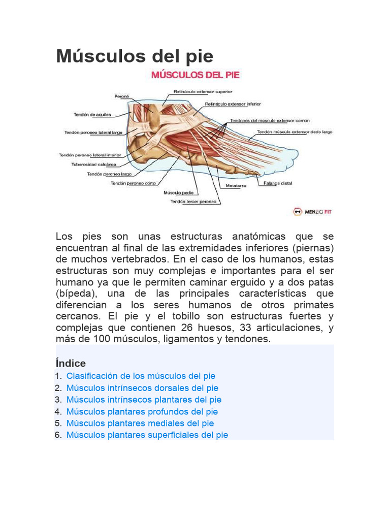 Músculos Del Pie | PDF | Pie | Tobillo