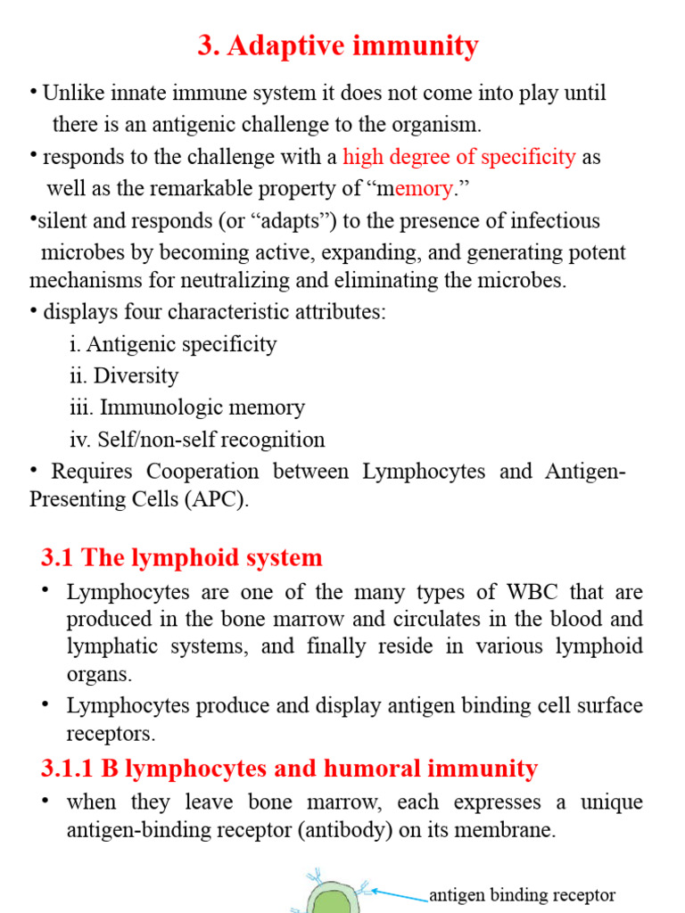 4. Adaptive immunity | PDF | T Cell | Antibody