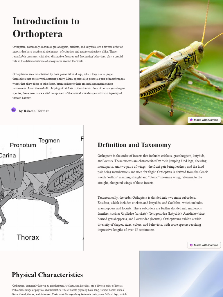 Orthoptera: Grasshoppers & Crickets Guide | PDF | Conservation Biology | Predation