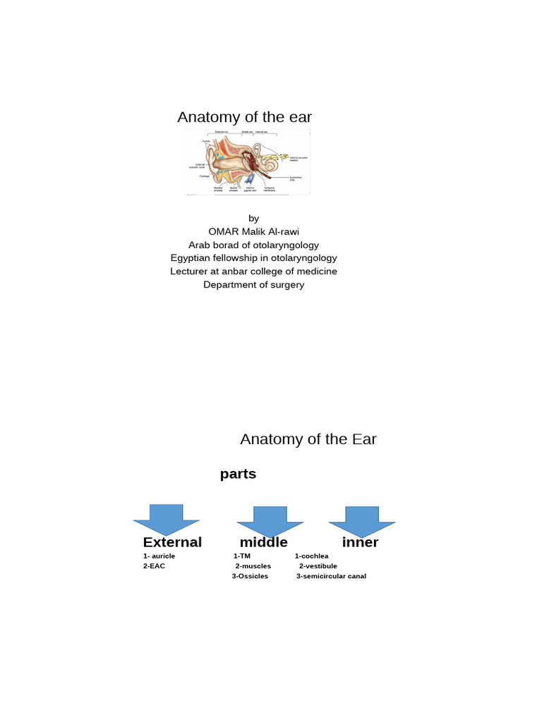 Anatomy | PDF | Ear | Hearing