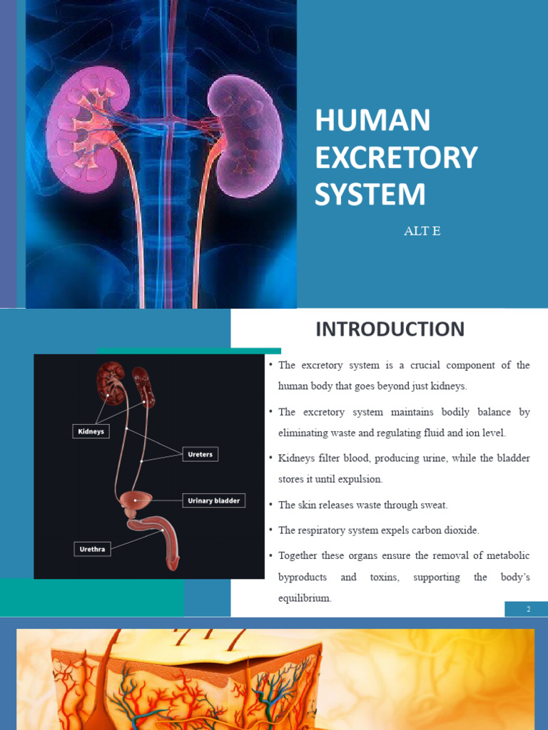 Human Excretory System Alt e | PDF | Skin | Lymph