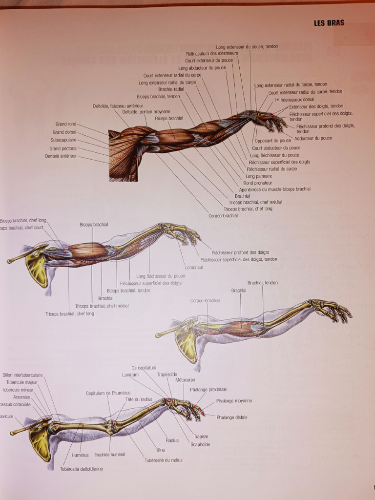 Bras | PDF