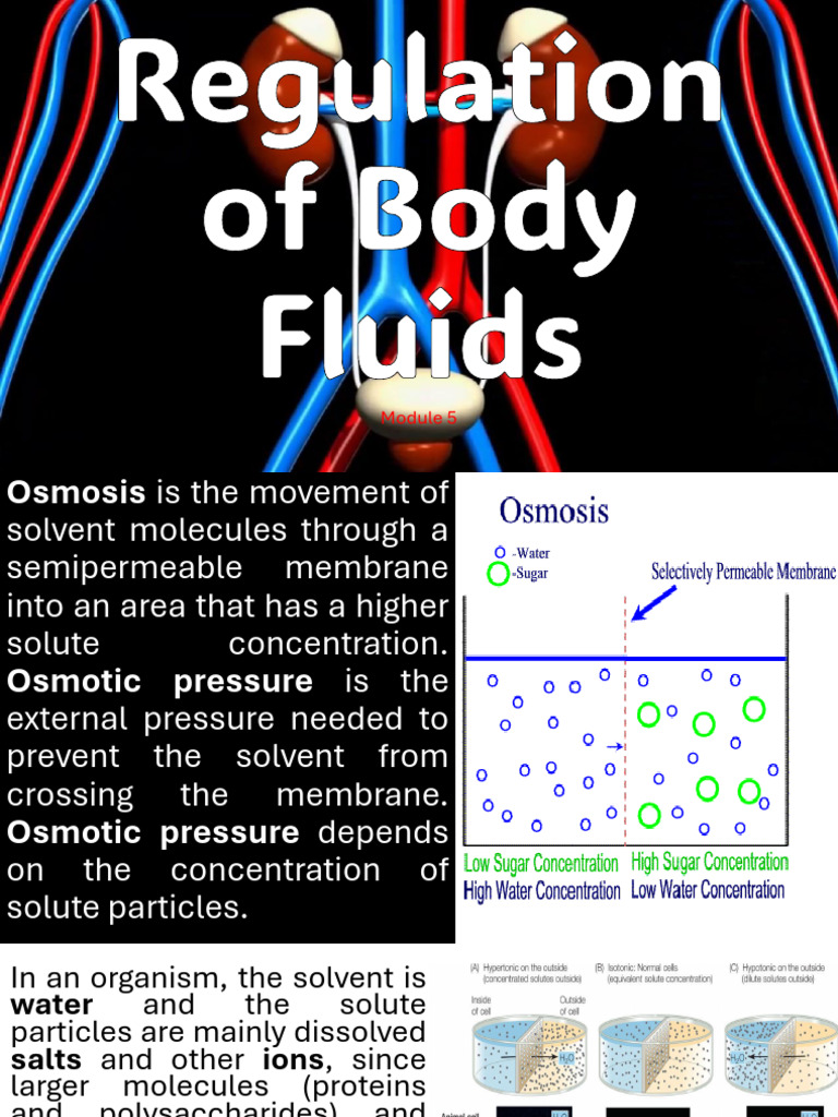 4.5 Regulation of Body Fluids | PDF | Osmosis | Cell Biology