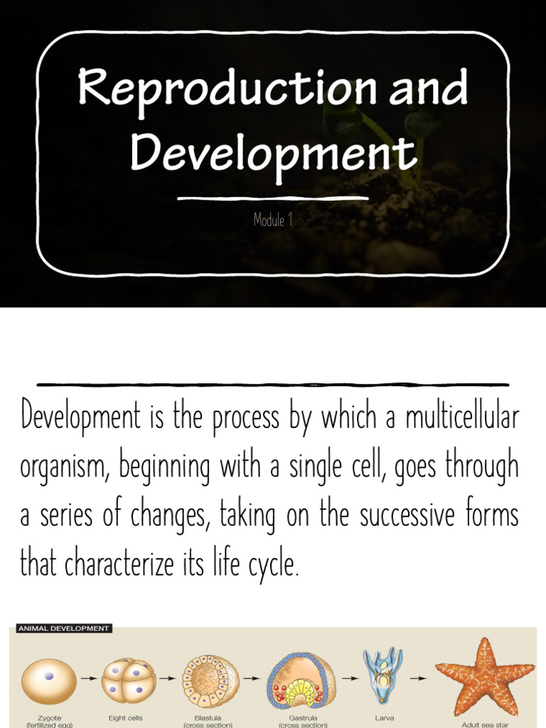 Development & Reproduction Basics | PDF | Developmental Biology | Human ...