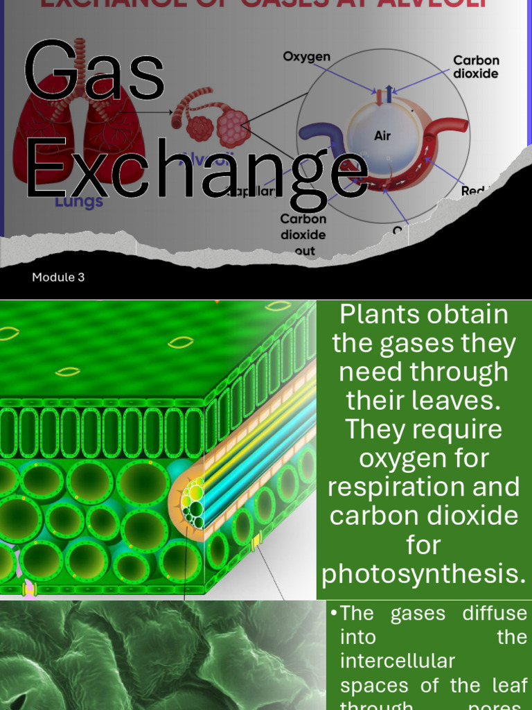4.3 Gas Exchange | PDF | Stoma | Gill
