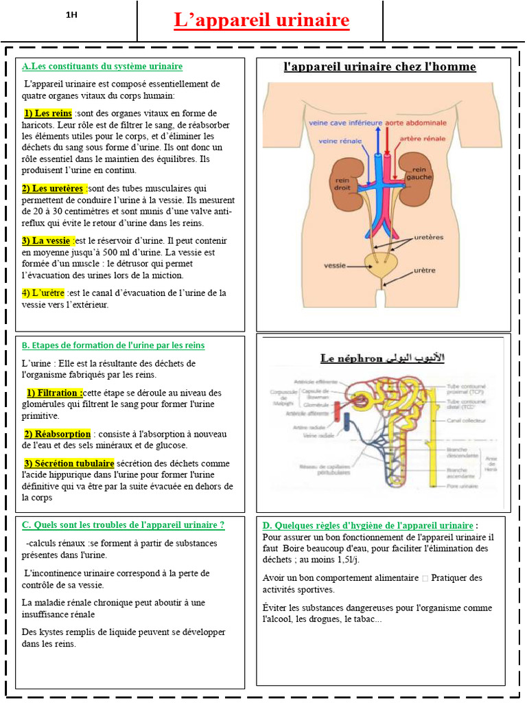Fonctionnement de l'appareil urinaire | PDF | Appareil urinaire | Urine