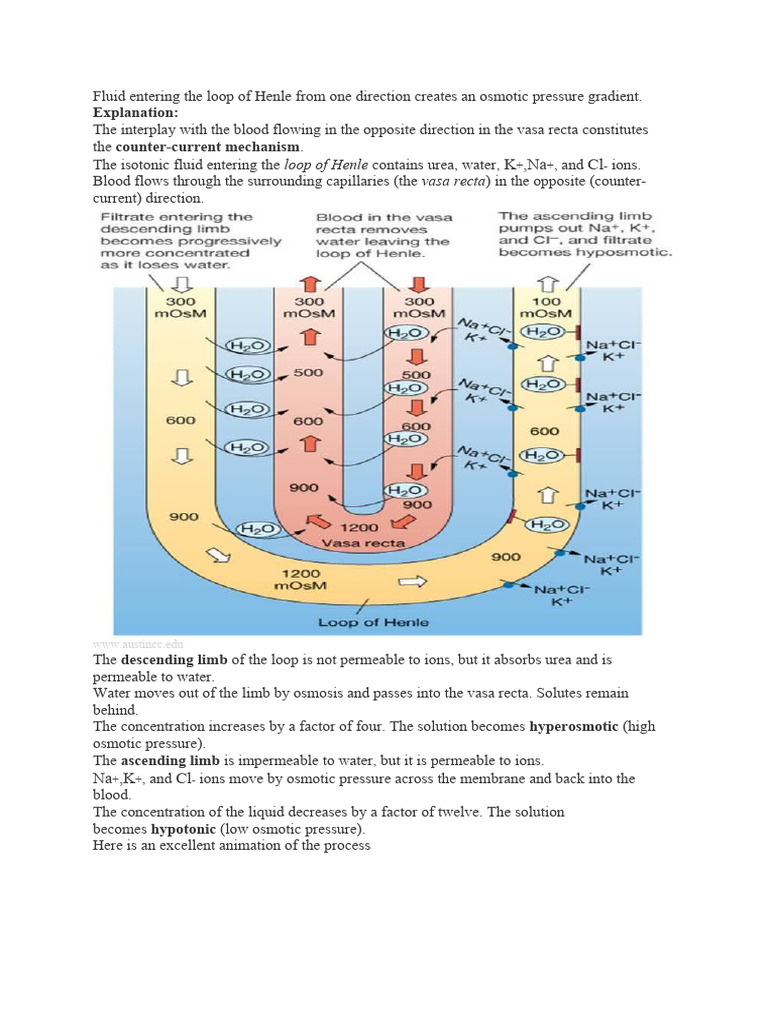Fluid Entering The Loop of Henle From One Direction Creates An Osmotic ...