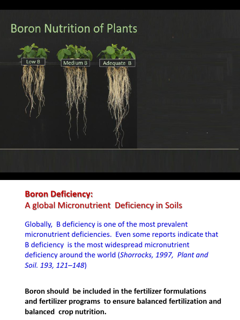 9 AA-Boron - 231125 - 061447 | PDF | Soil | Root