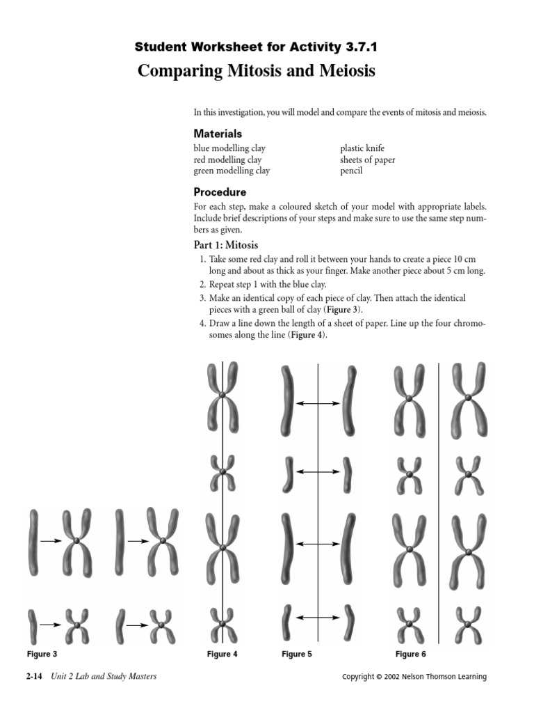 Modeling Meiosis Mitosis Lab With Clay | PDF | Meiosis | Mitosis