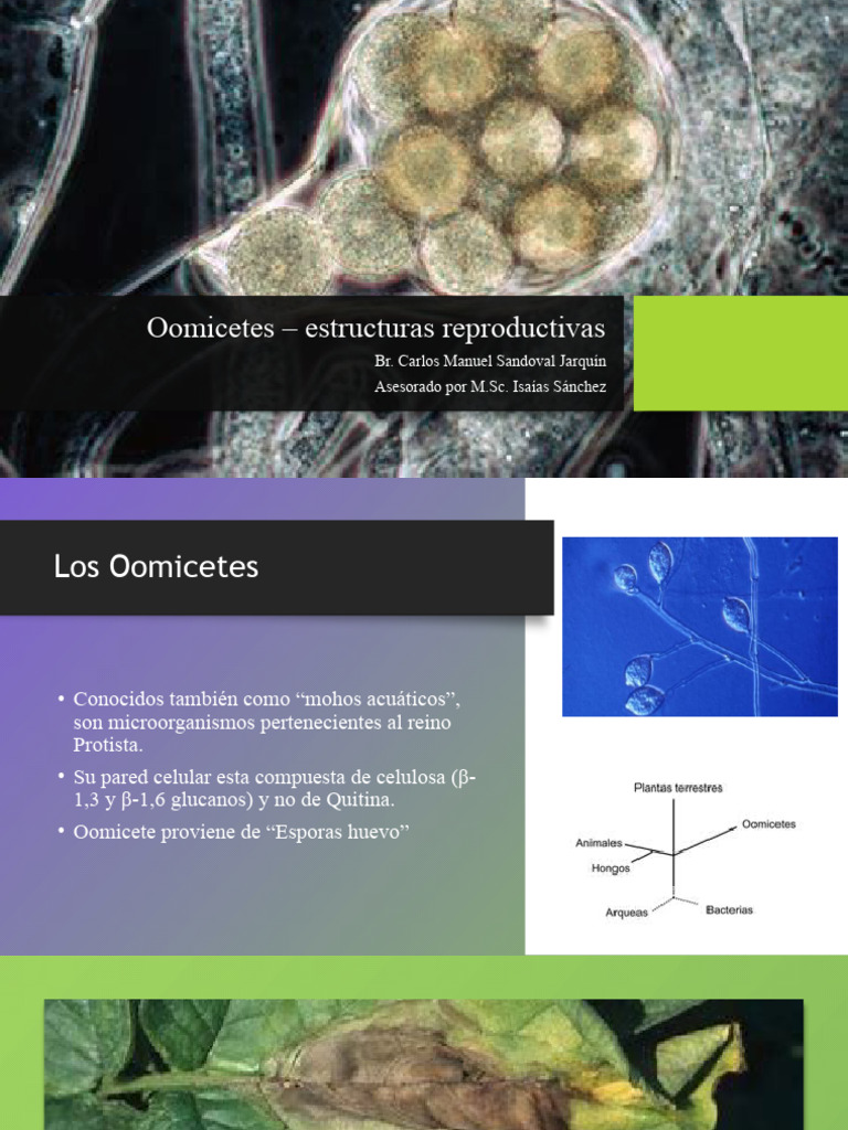 Estructuras reproductivas de oomicetes | PDF | Plantas | Biología