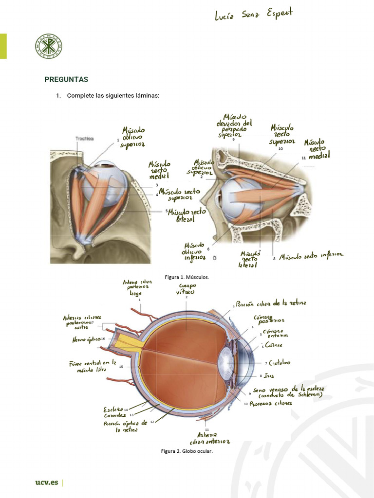 Lámina Ojo | PDF | Sistema visual | Ojo