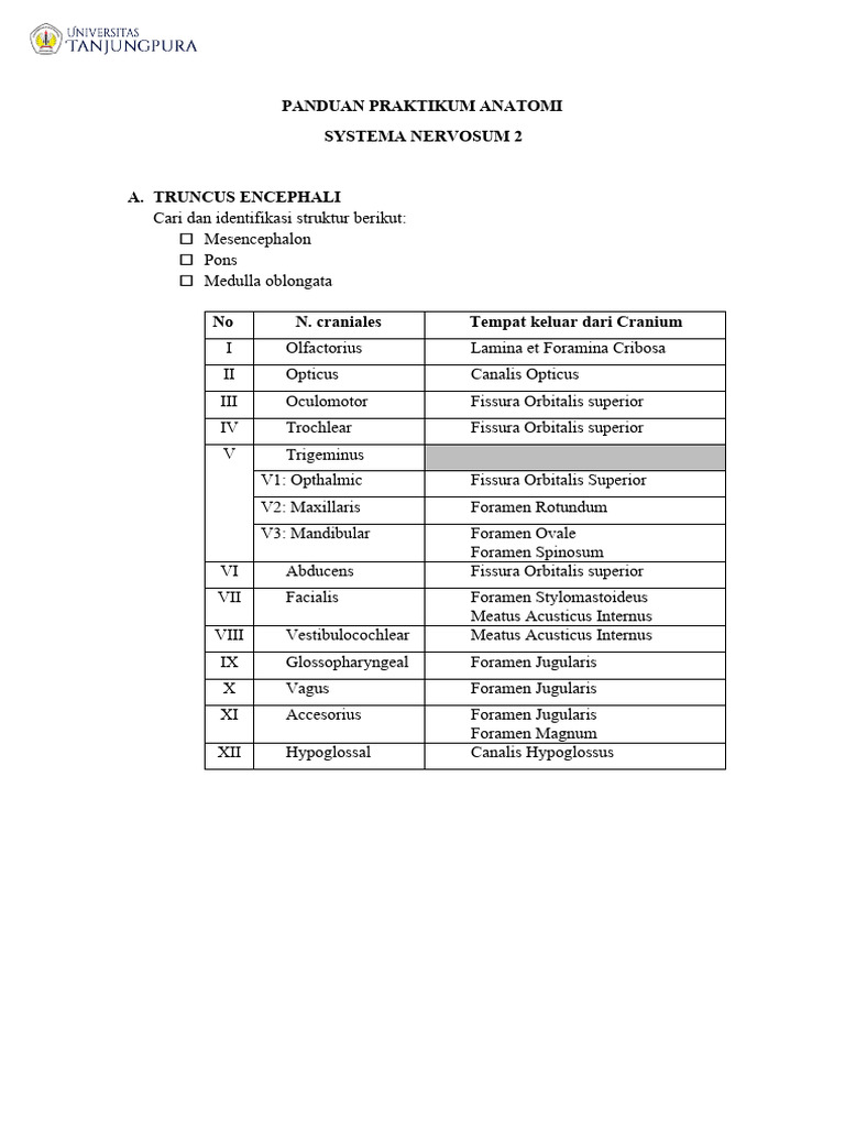 Panduan Praktikum Anatomi Systema Nervosum 2 | PDF
