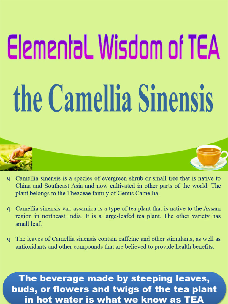 Tea Class-1 | PDF | Tea | Hot Drinks