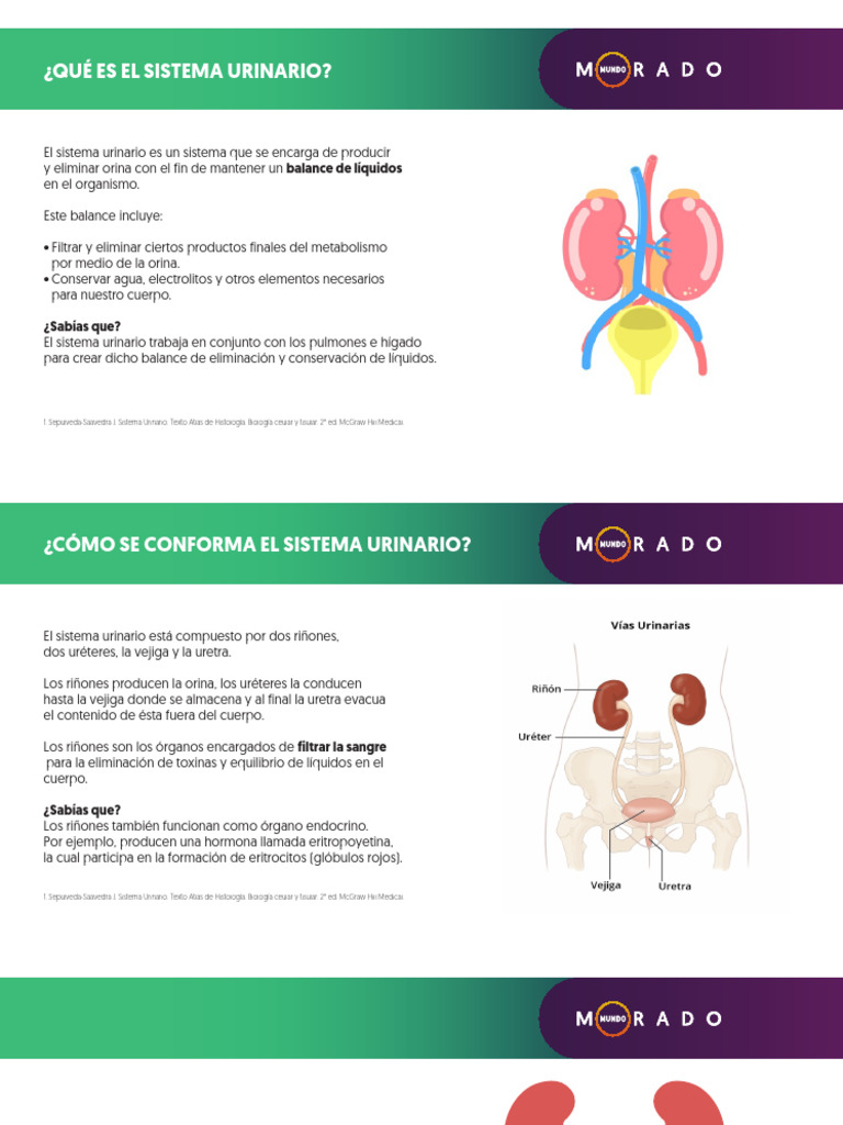 Sistema Urinario | PDF | Sistema urinario | Riñón