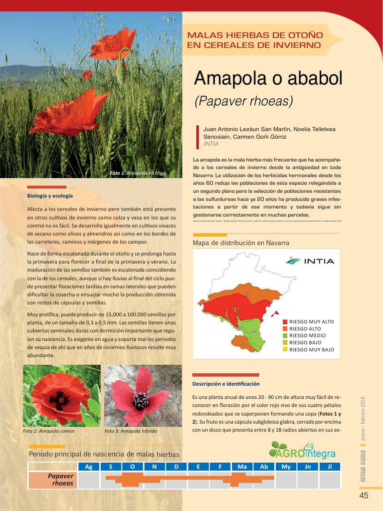 226 Amapola | PDF | Plantas | Botánica
