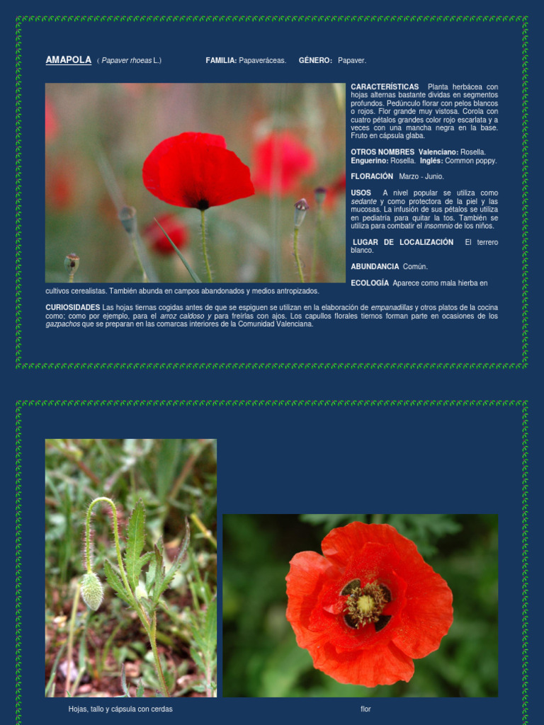 Amapola | PDF | Plantas | Botánica