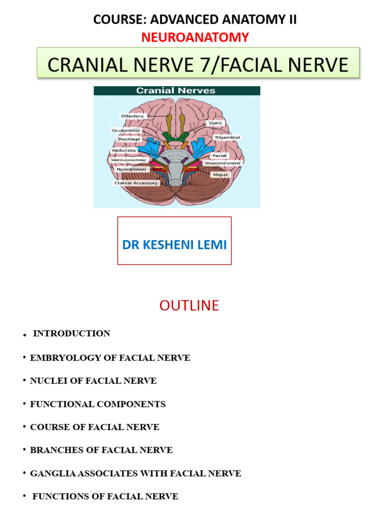 Facial Nerve | PDF | Human Anatomy | Anatomy