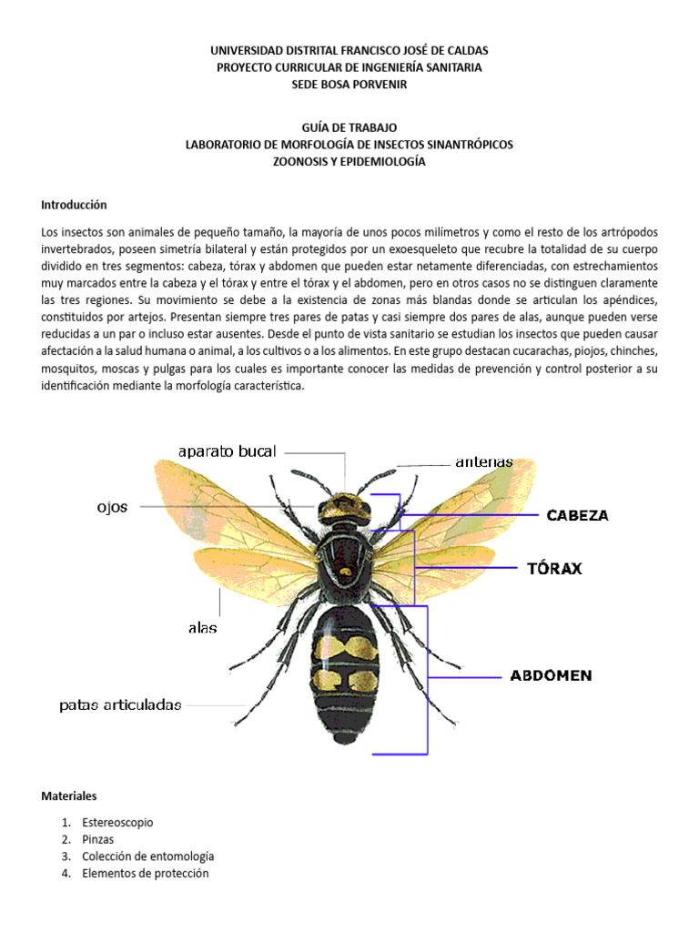 Guía de Morfología de Insectos | PDF | Insectos | Hexapoda
