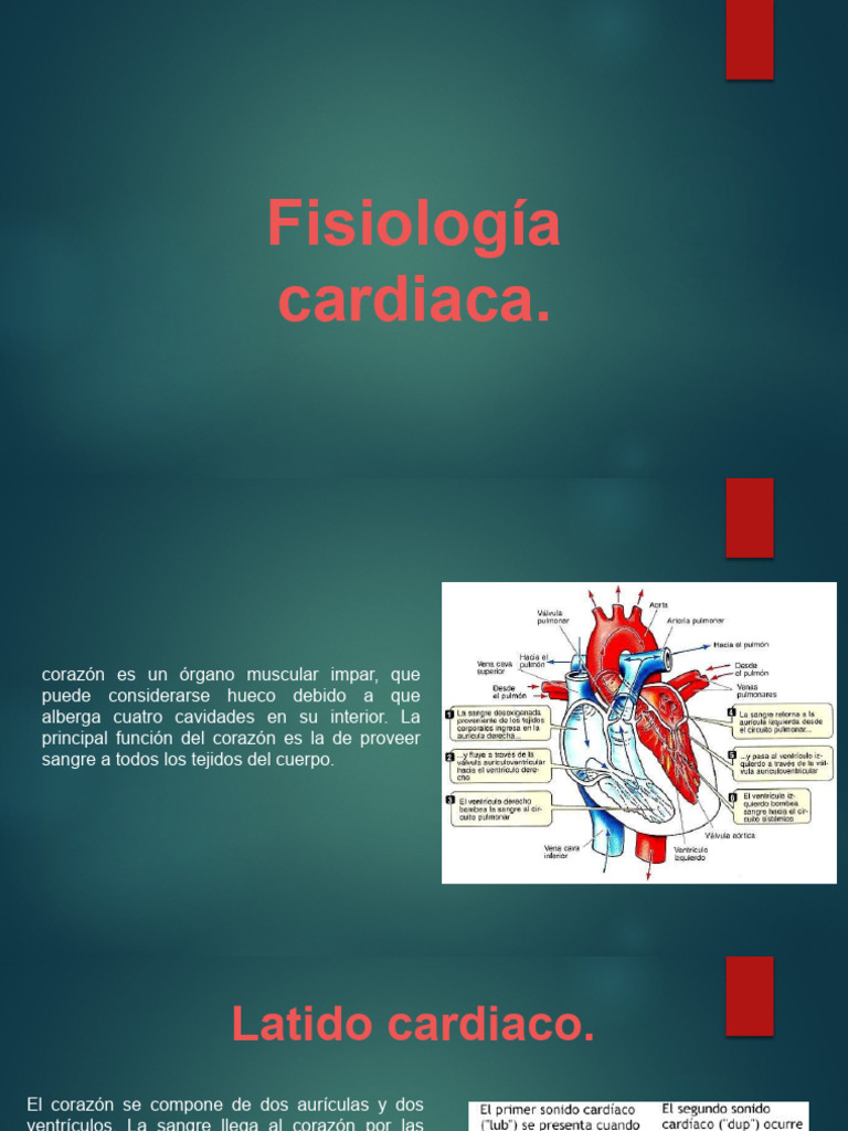 Fisiología Del Corazón Y Ciclo Cardíaco Pdf Corazón Ventrículo