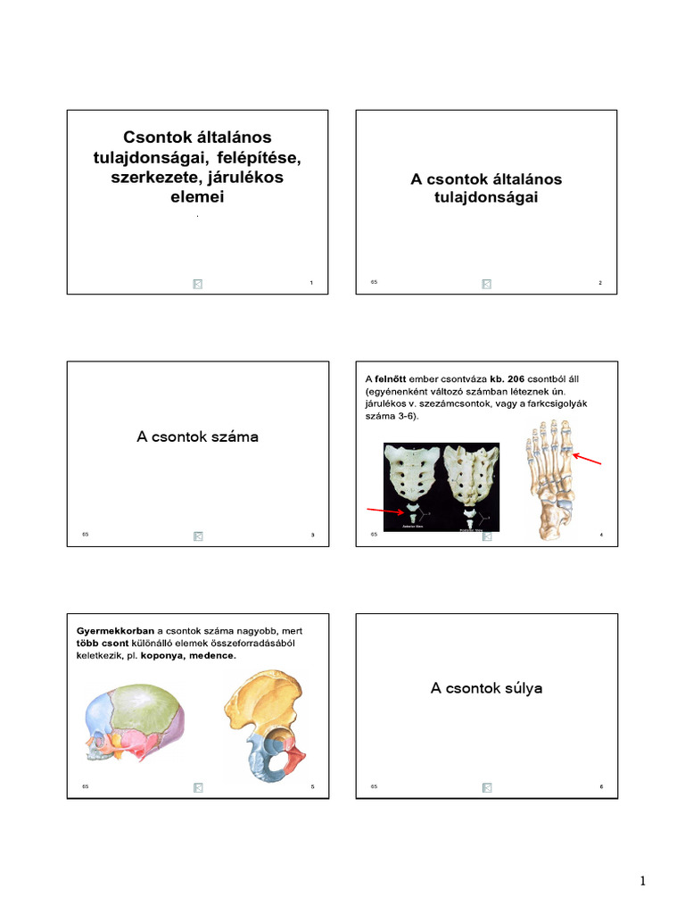 Csontok Tulajdonságai, Szerkezete, Járulékos Részei | PDF