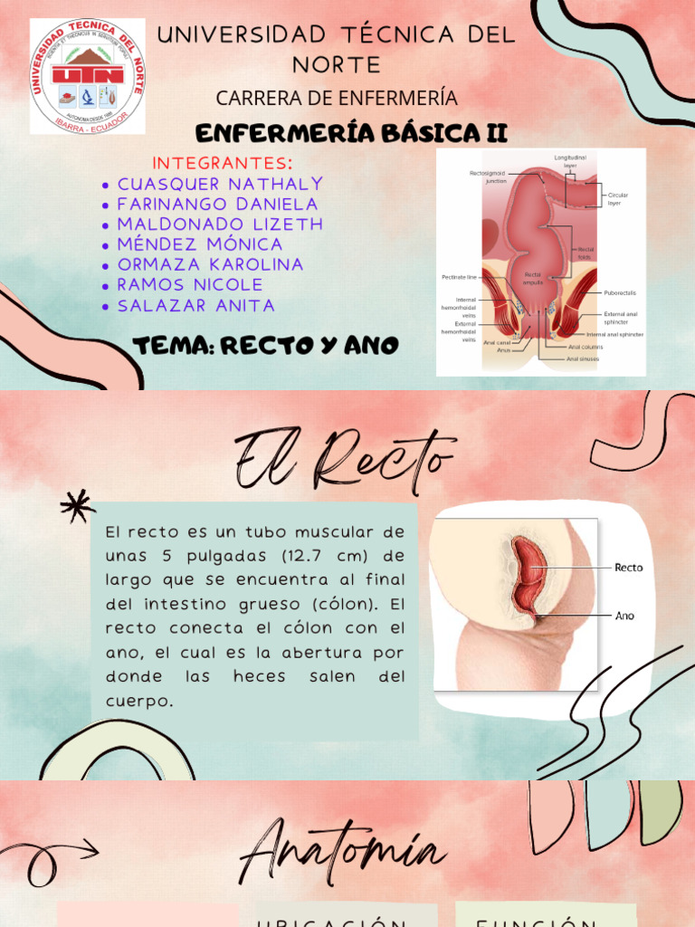 Anatomía y Función del Recto y Ano | PDF | Recto | Heces