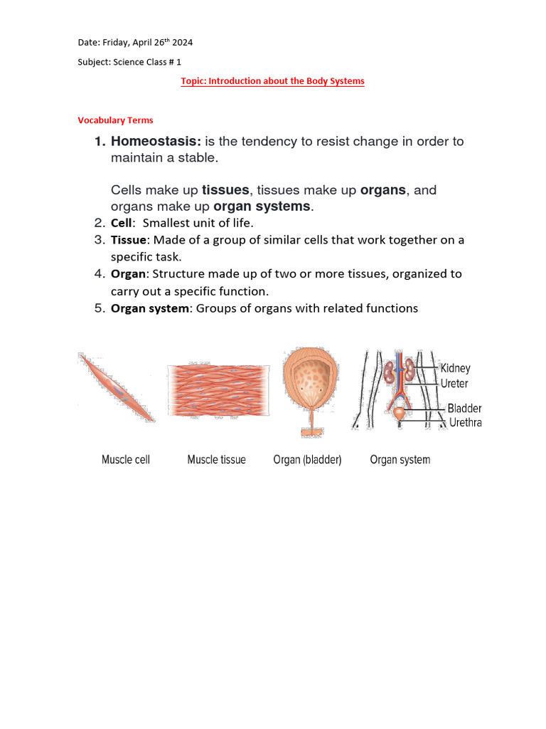 Understanding The Human Body Systems | PDF | Human Body | Blood