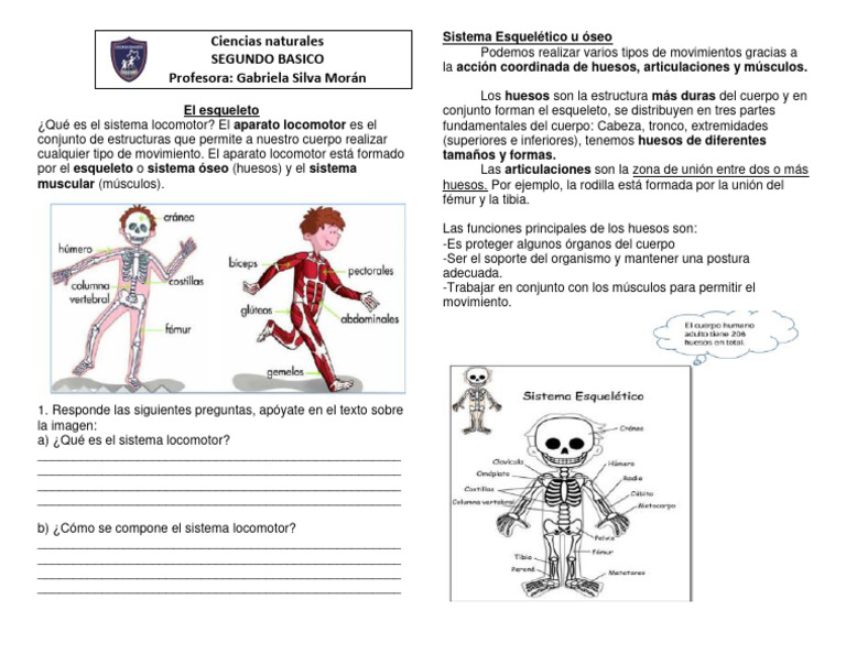 El Esqueleto 1 | PDF | Sistema musculoesquelético humano | Esqueleto