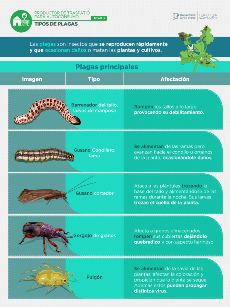 Tipos de Plagas | PDF