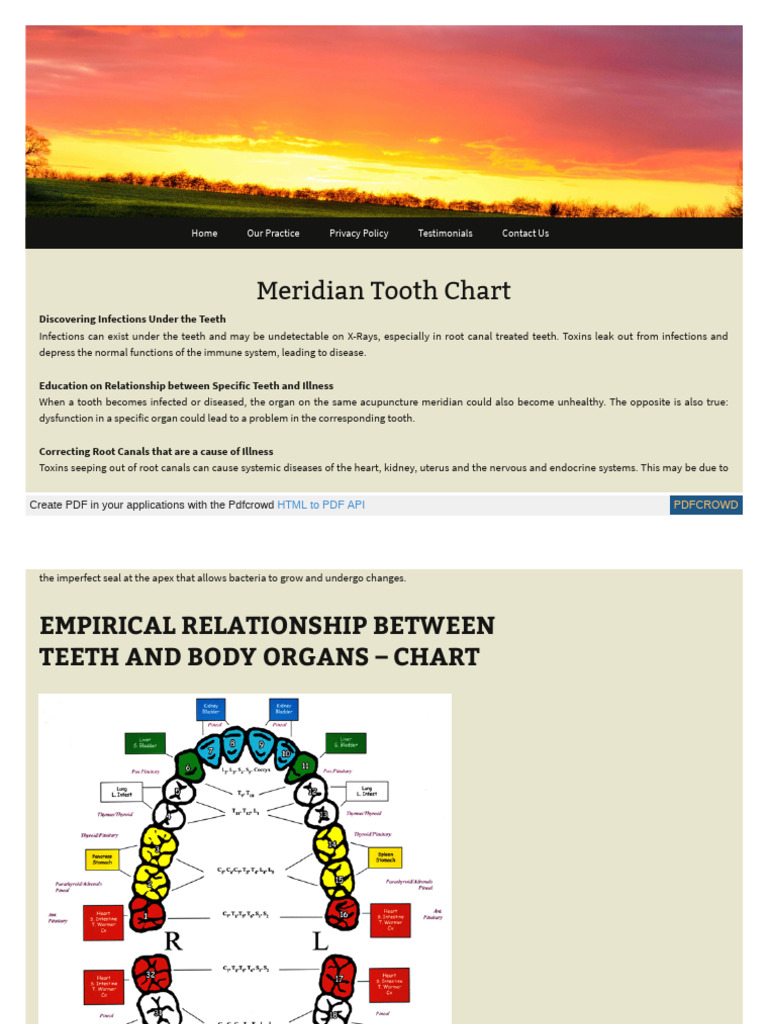 Meridian Tooth Chart | PDF | Dentistry | Bile